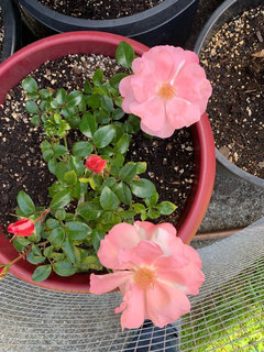 Please Tell Us About Your Best Ten Roses