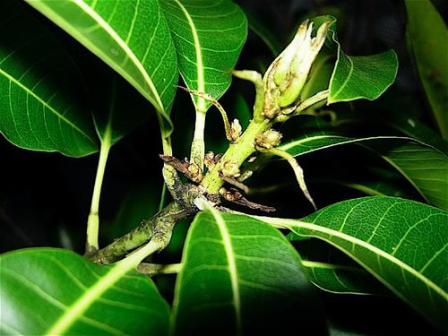 Need info on what to spray this mango tree with.