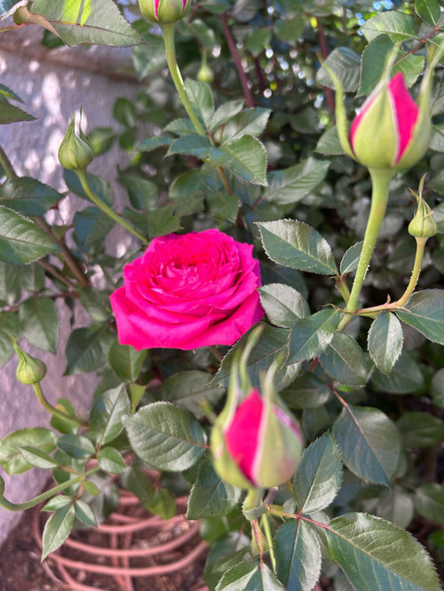 Your Most Perfect Rose | Houzz Forum