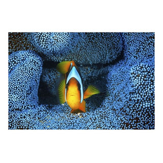 "Clownfish In Blue Anemone" Digital Paper Print by Barathieu Gabriel ...