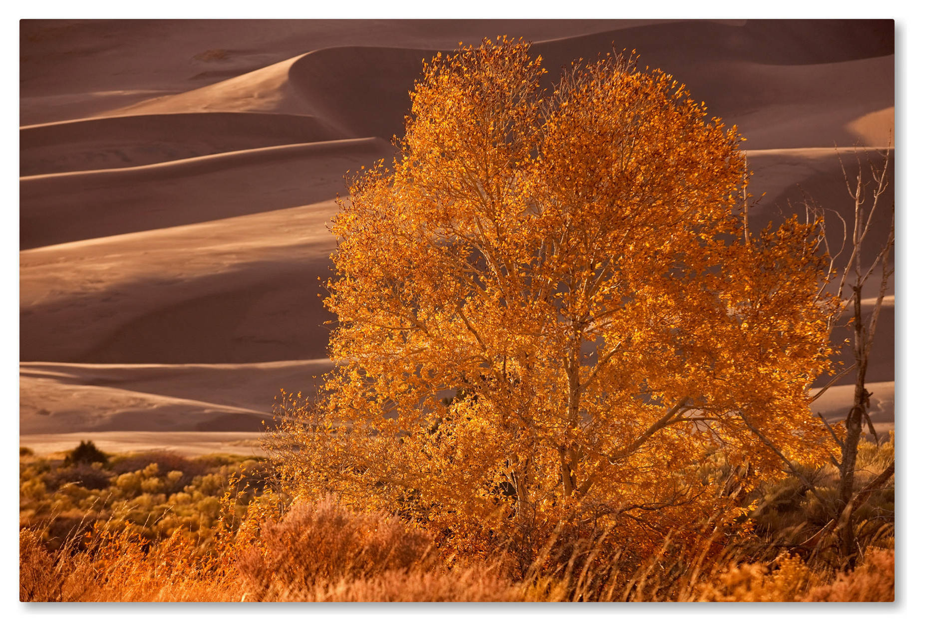 Mike Jones Photo 'Sand Dunes NP' Canvas Art, 12"x19" - Contemporary ...