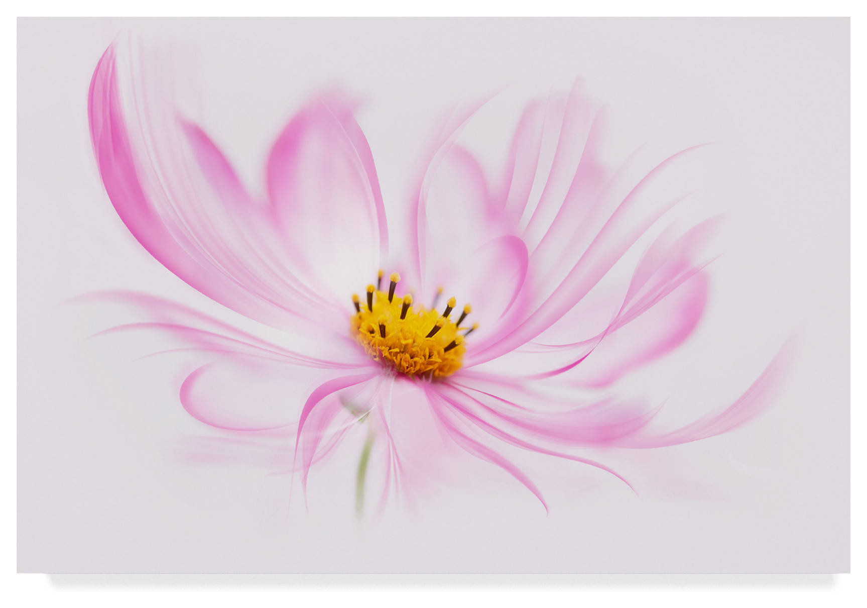 "Dancing Flower Cosmos" by Cora Niele, Canvas Art, 22"x32 ...