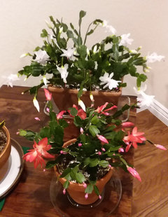 Christmas Cactus Seed Pods