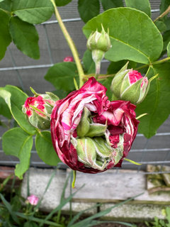 Rose proliferation question.