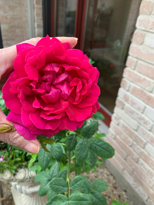 Bought the last 2 Dark Lady Roses available from DA in June