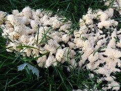 Help! What is this gross yellow foamy/spongy stuff? | Houzz Forum