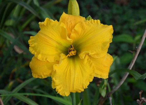 More Instant Rebloomers Starting