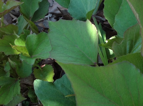 Ground-hugging weed around an apple tree