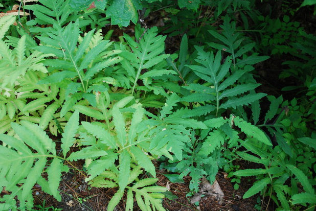 8 Essential Native Ground Cover Plants for the Southeast