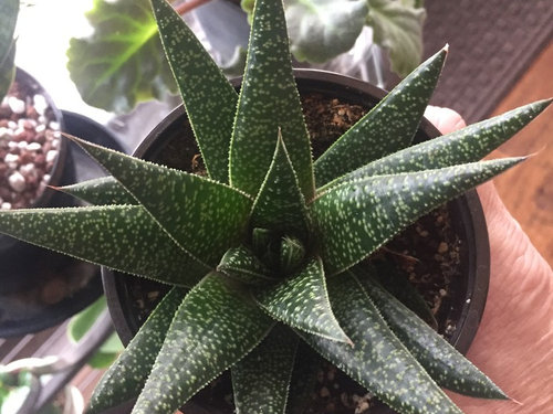 Gasteraloe?