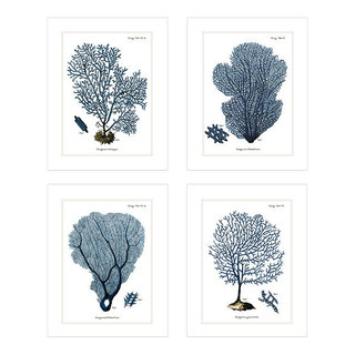 Set of 4, Navy Blue Sea Coral Fans Naturalist Collection 8"x10" Prints ...