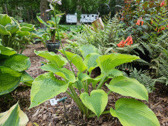Hosta C 2023 .............................