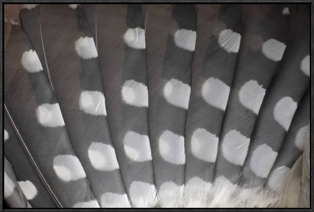 "Great Spotted Woodpecker wing feather detail, Germany" by Duncan Usher ...