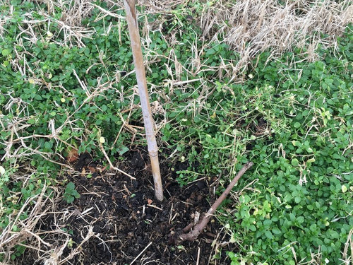 Keep it or replace Renae climbing rose?