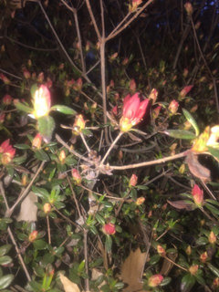 beautiful giant azalea