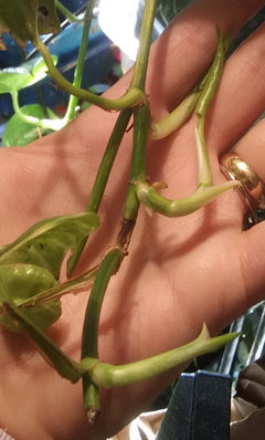 pothos rescue - extremely long no leaves - root prune vs vine pru