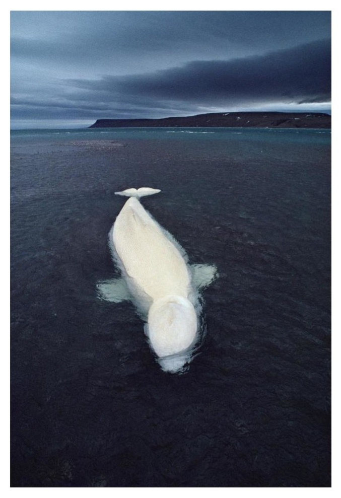 Beluga Whale Stranded At Low Tide, Somerset Island, Nunavut, Canada ...