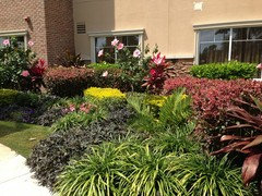 Designing front landscape around ground-level windows