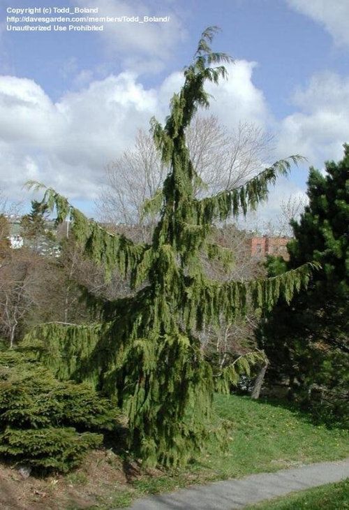 Weeping Alaskan Cedar types. Does anyone REALLY know? *pics*