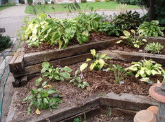 show me yours, so i can build mine - raised hosta beds
