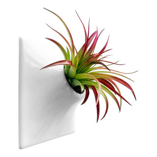 Modern Wall Planter, 6" Node, Small, Ceramic - Contemporary - Indoor ...