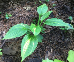 Hosta K 2019 .....