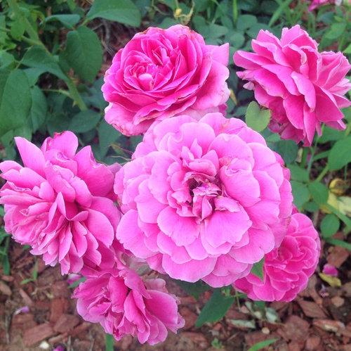 Grande Dame, a very good rose