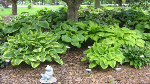 Trip to Flying Frog Hosta Farm (south of DesMoines IA., pic HEAVY ...