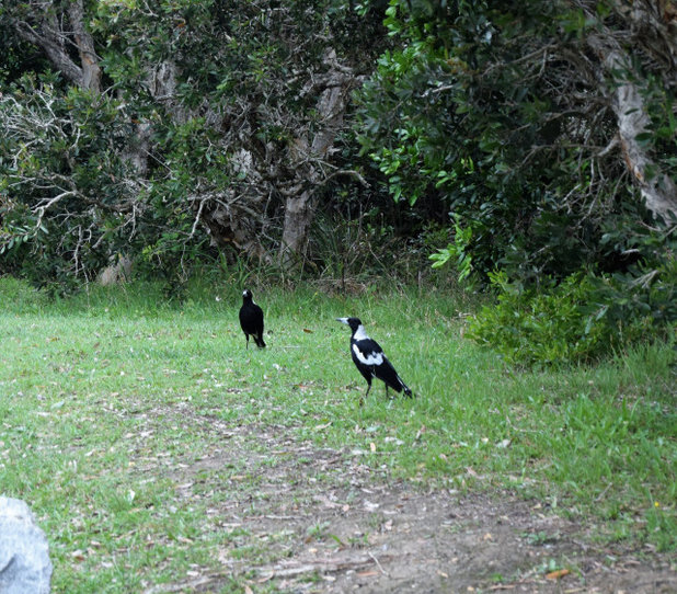 Why Do Birds Swoop? | Houzz NZ