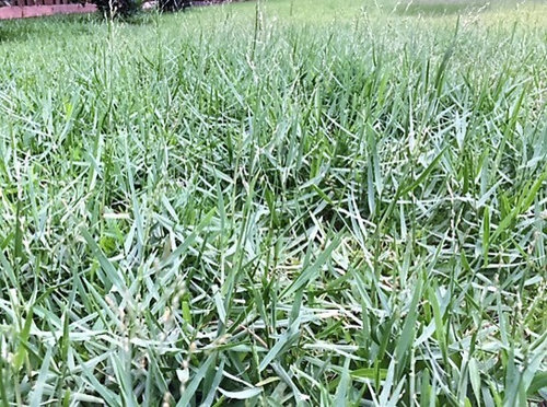 What kind of invasive grass is this?