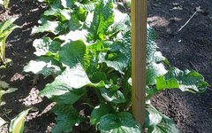 Trip to Fox Hosta Farm | Houzz Forum