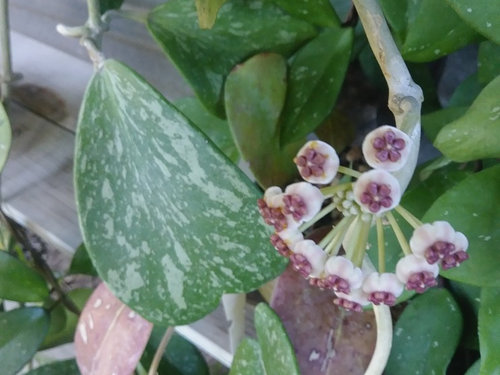 Hoya kerrii splash first bloom