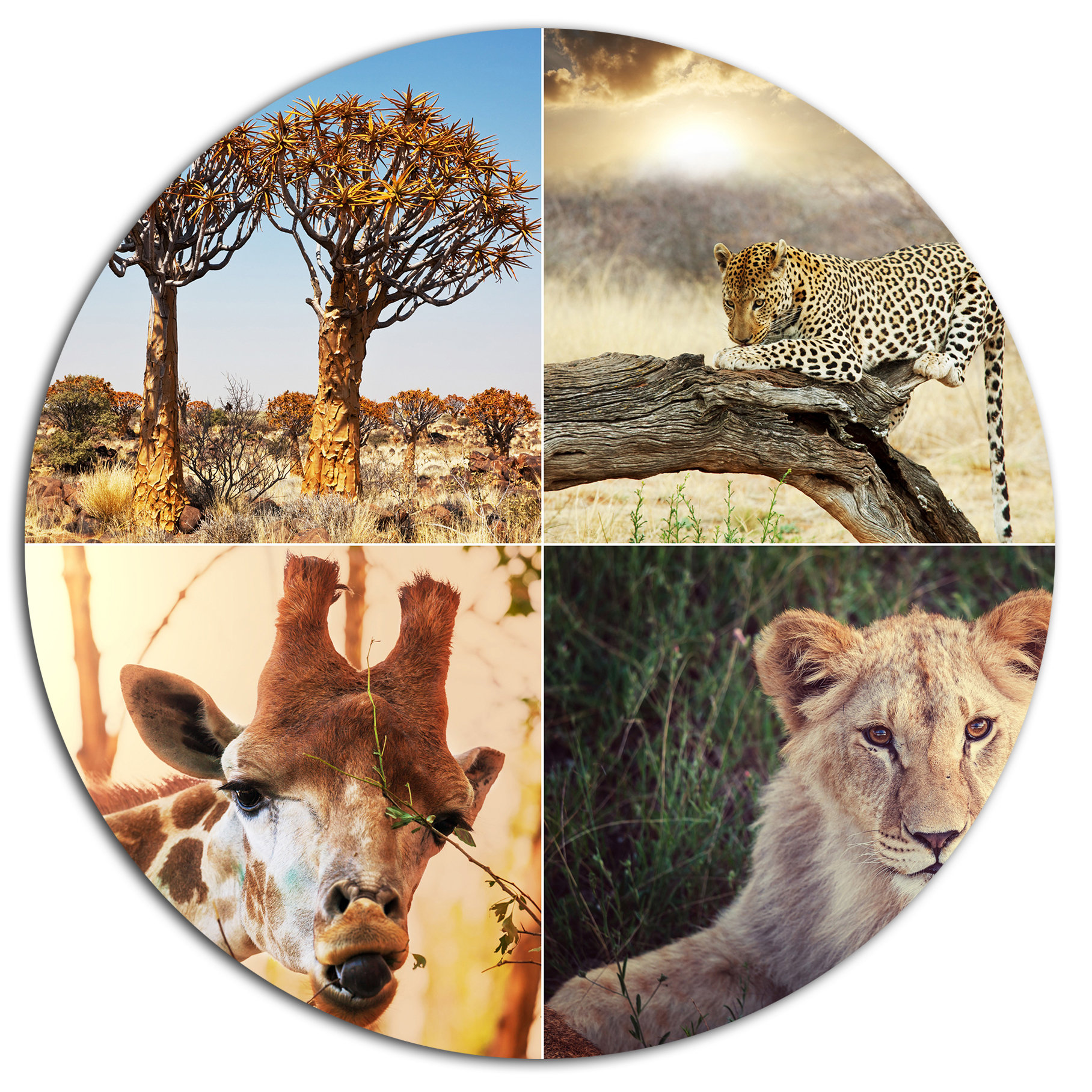 African Safari Wildlife Collage, African Landscape Round Artwork, Disc ...