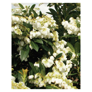 Mountain Snow™ Pieris Pieris japonica Mountain Snow™ - Landscape ...