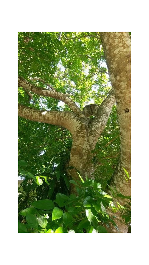 Help identify this tropical tree