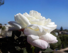 Heat and Drought Tolerant Roses