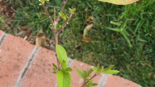 Need help with baby Guava tree