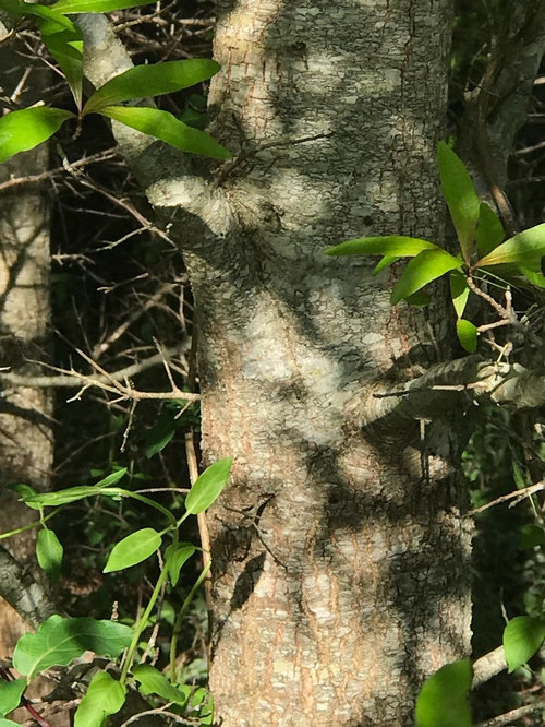 new home lots of unknown trees and shrubs