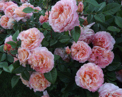 First Couple Blooms of Versigny Rose