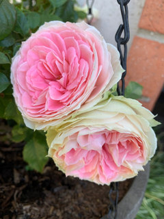 For anyone considering Pomponella | Houzz Forum