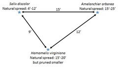 Small airy tree for backyard birdwatching