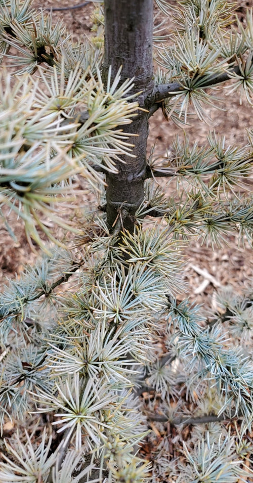 Is my Blue Atlas Cedar dying? What do I do?