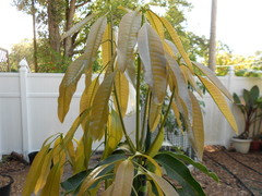 Mango Flushing after pruning
