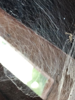 Lets see your spider webs