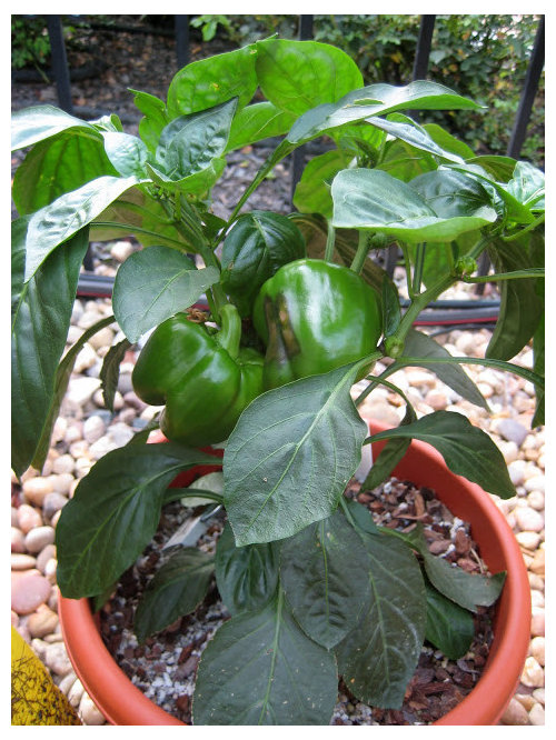 Sunburn damage on the back/bottom of my peppers?
