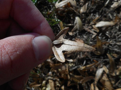 Large tree with small seed attached to leaf shaped spinner.