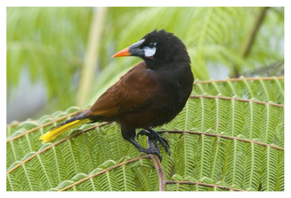 "Chestnut-headed Oropendola, Costa Rica" Paper Print by Steve Gettle ...