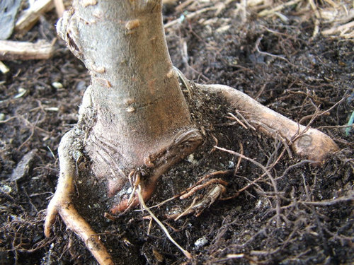 Root flare on small Eastern Hemlock.