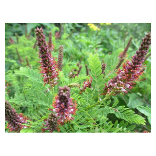 Amorpha Nana - Traditional - Landscape - Other - by Benjamin Vogt ...