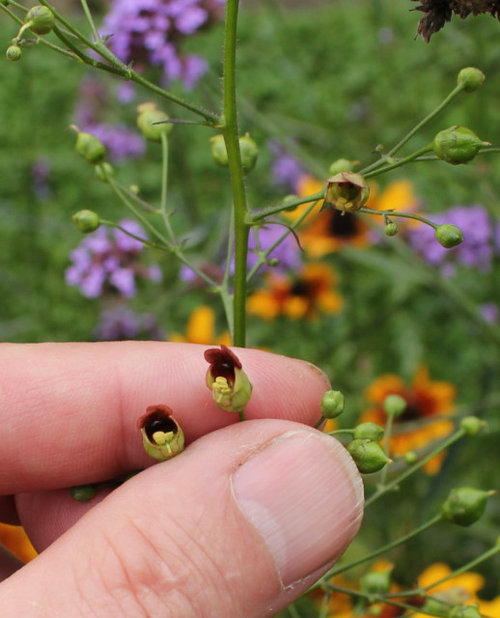 Square stems, tiny maroon flowers, annual?
